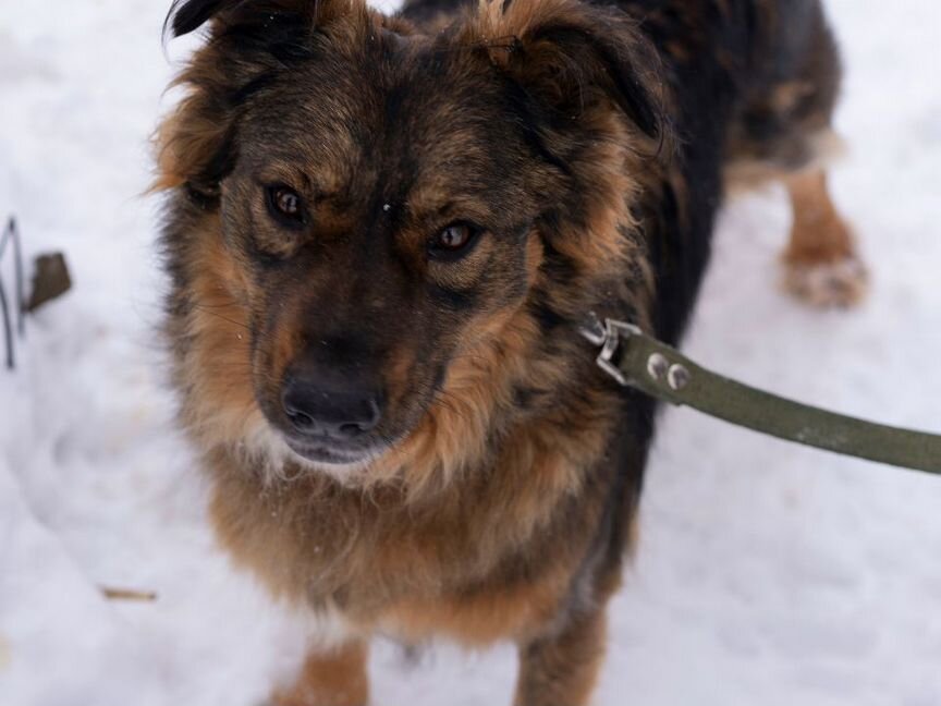 Собака с красивой шерстью из приюта