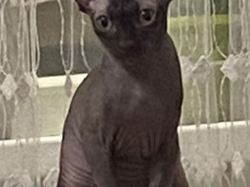 Канадский сфинкс котенок