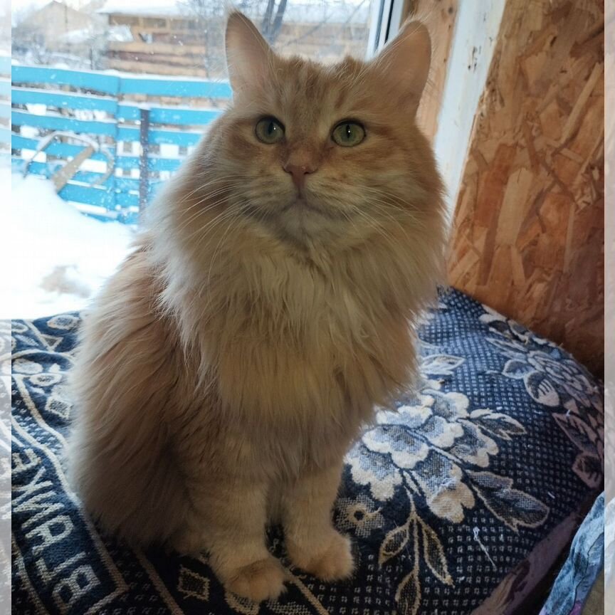 Кот Красавчик Леви ищет дом