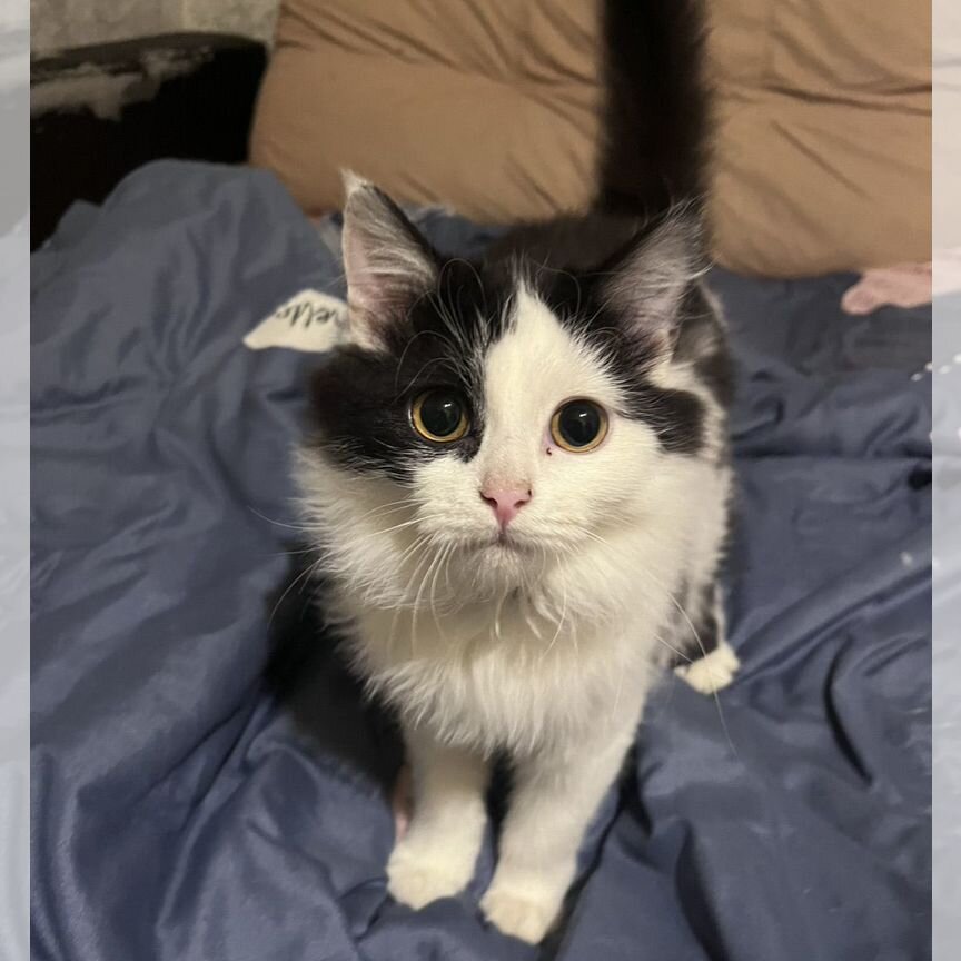 Котёнок в добрые руки