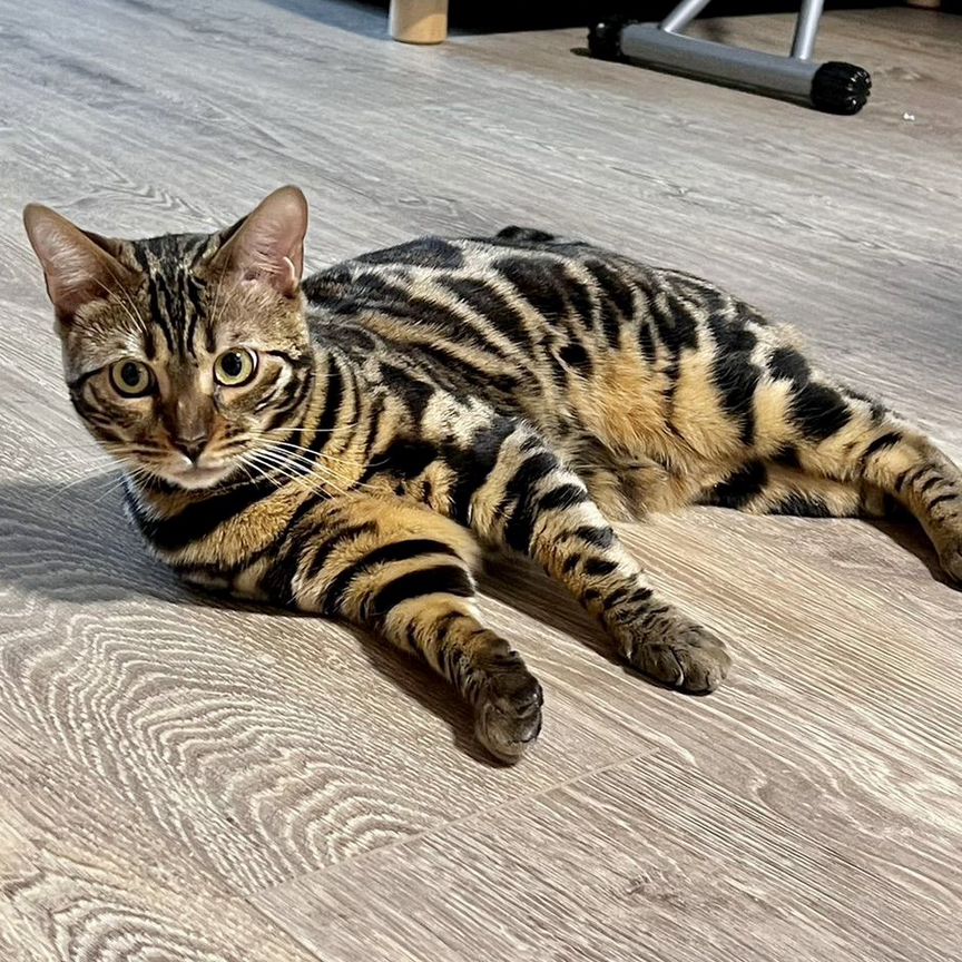 Бенгальская девочка