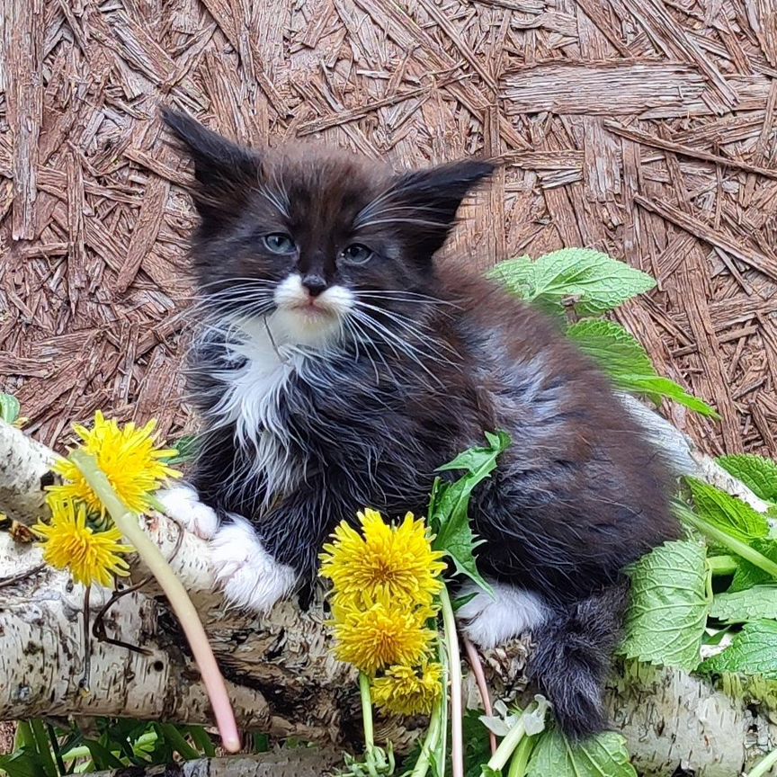 Норвежские лесные котята с родословной