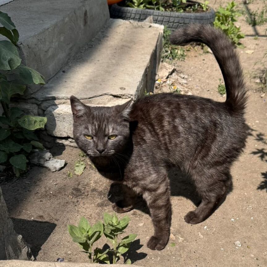 Невероятной красоты котик в добрые руки