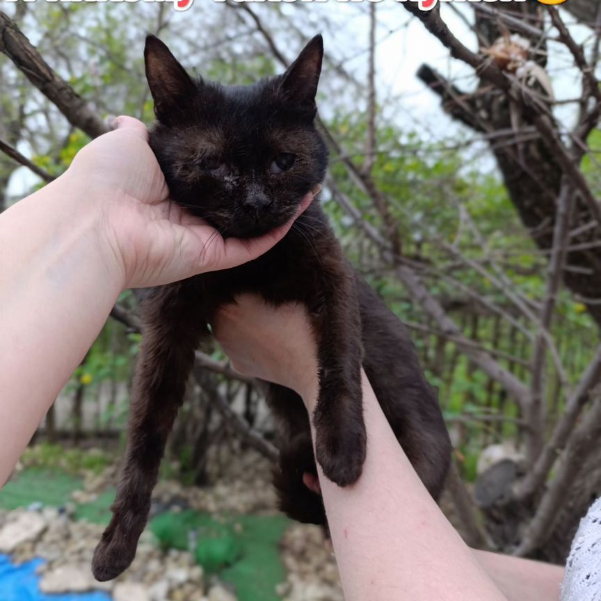 Котик