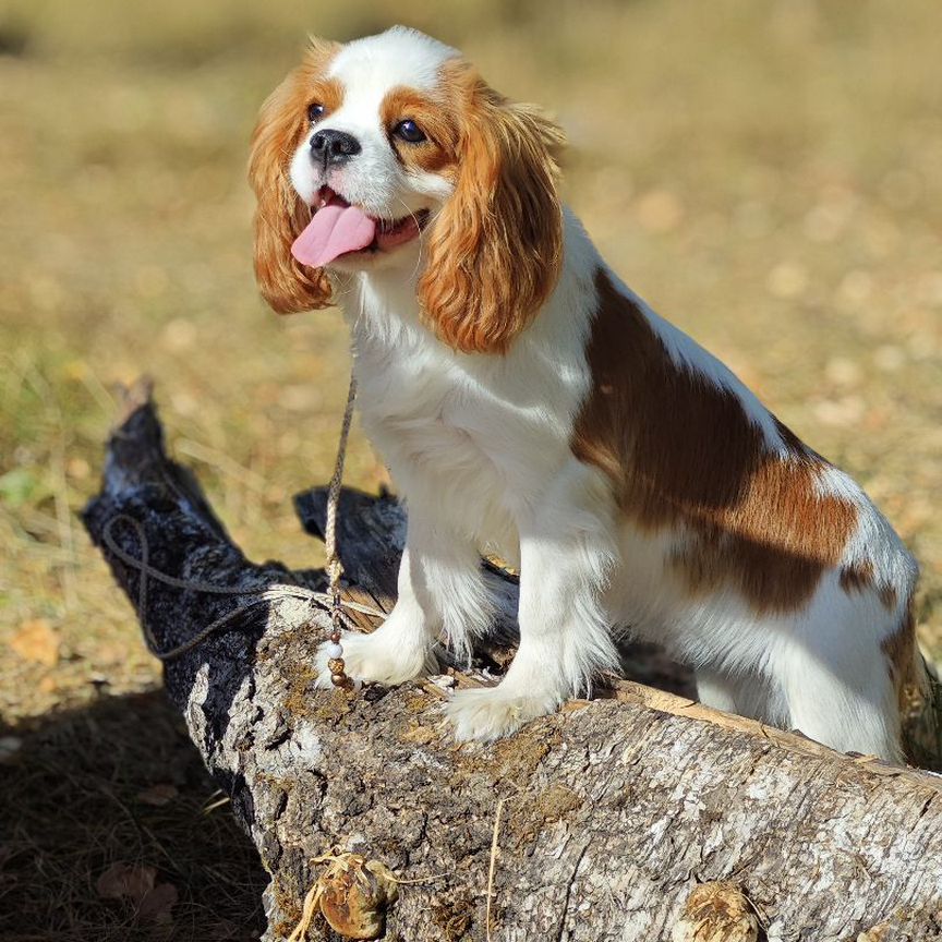 Щенок кавалер кинг чарль спаниель