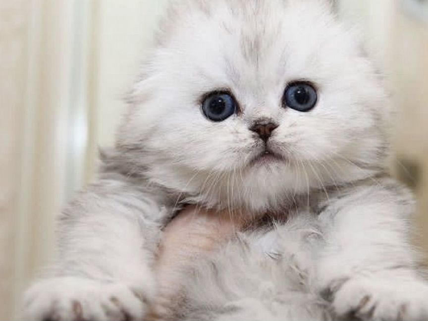 Чистопородные котята