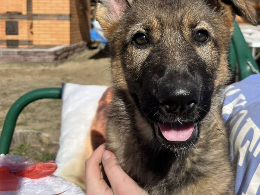 Щенки немецкой овчарки рабочего разведения