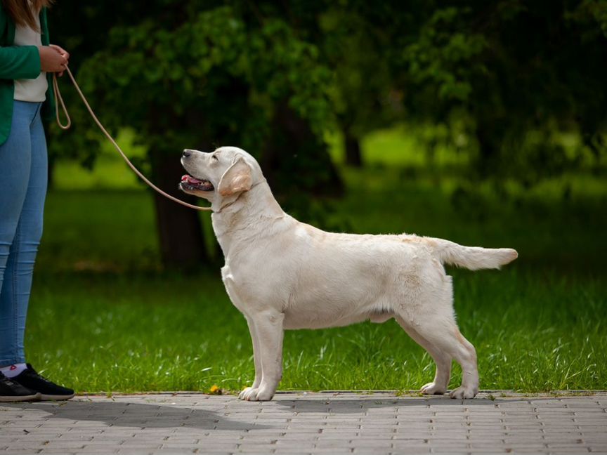 Кобель для вязки