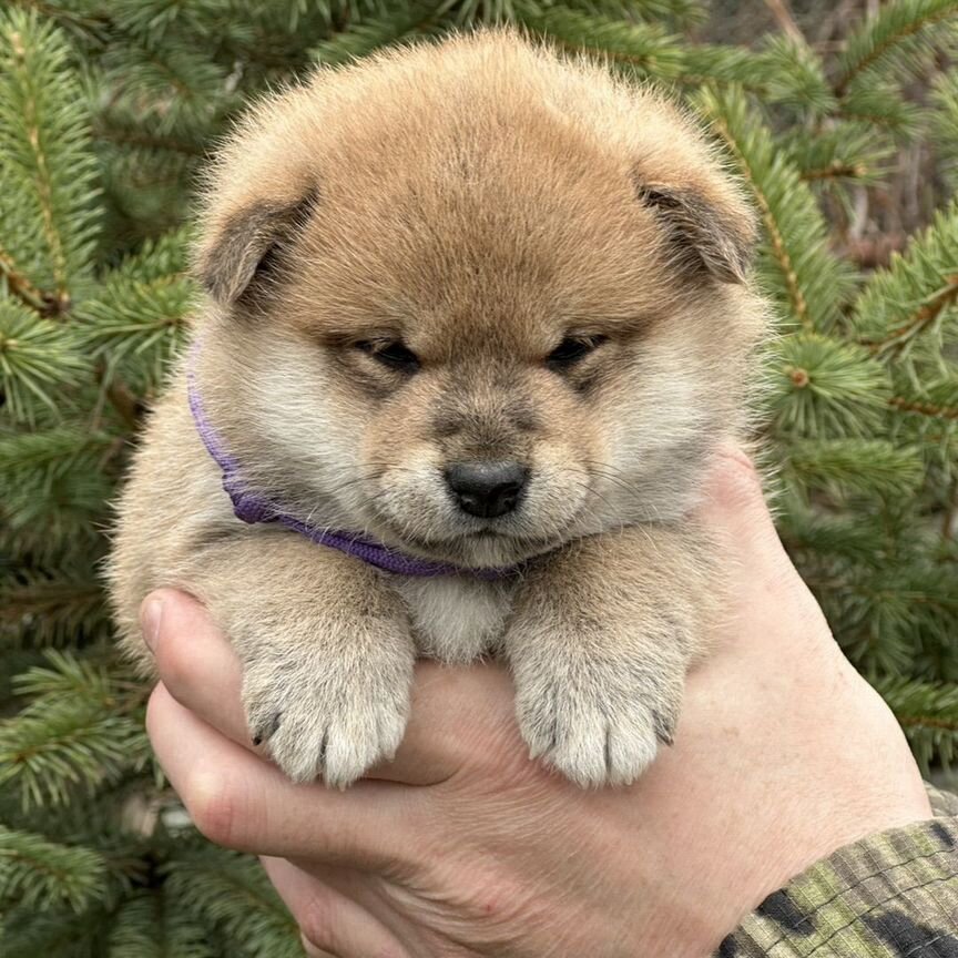 Сиба ину мальчик