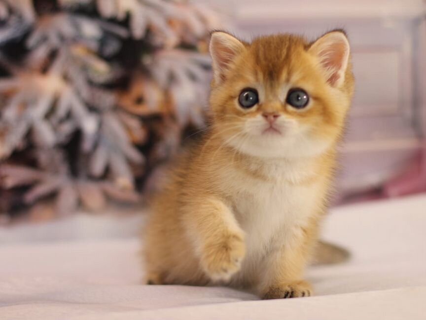 Золотой котик с документами