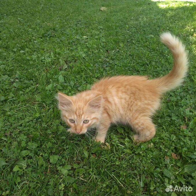 Котята смертники на даче, завтра могут привезти