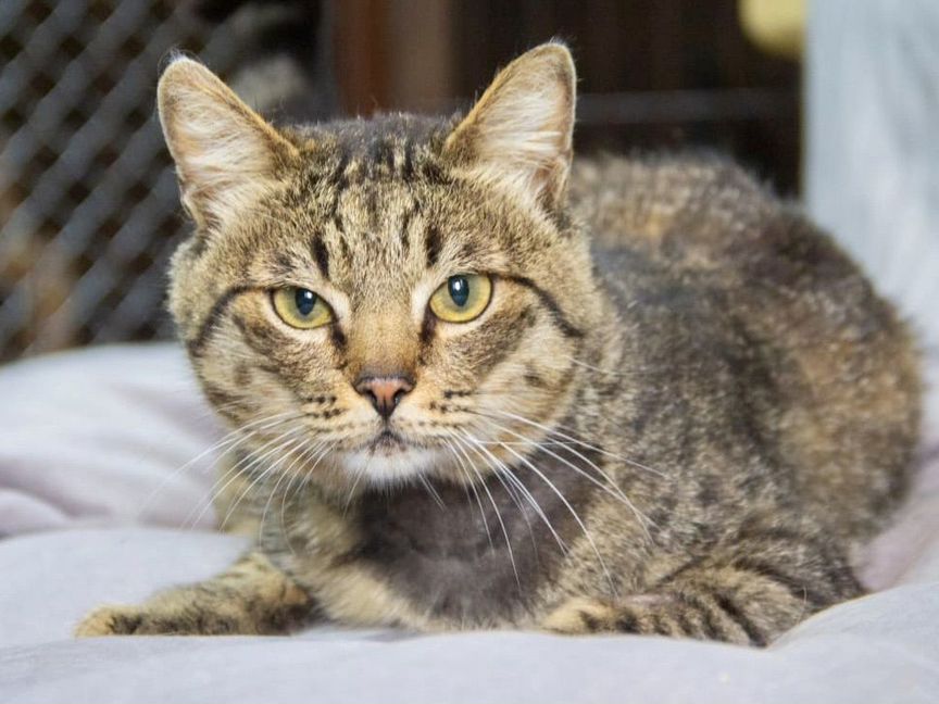 Европейский кот