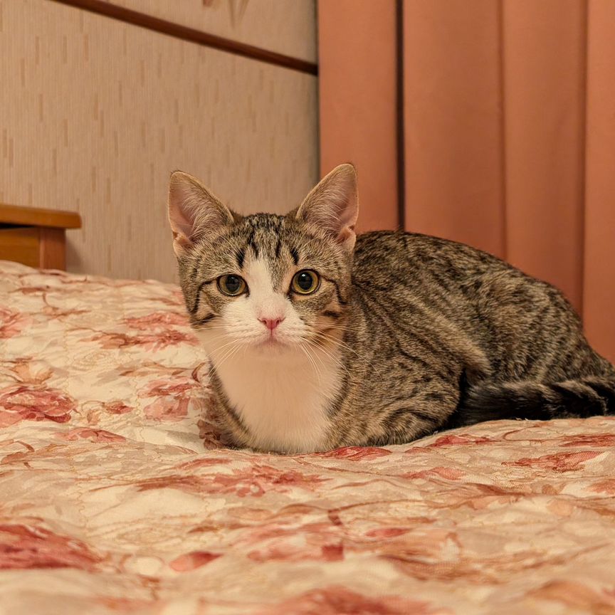 Кошечка подросток