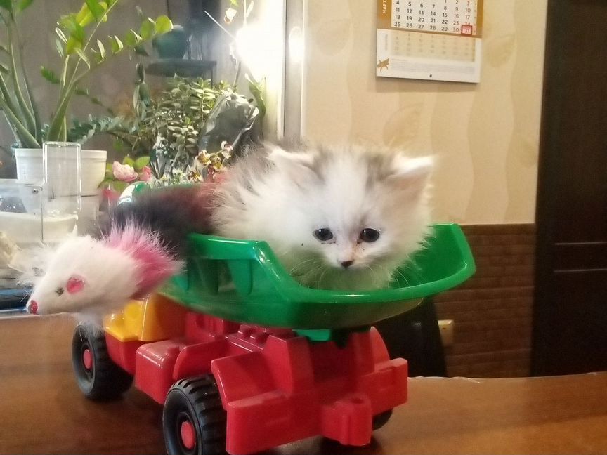 Котенок-пушистик мальчик ищет дом