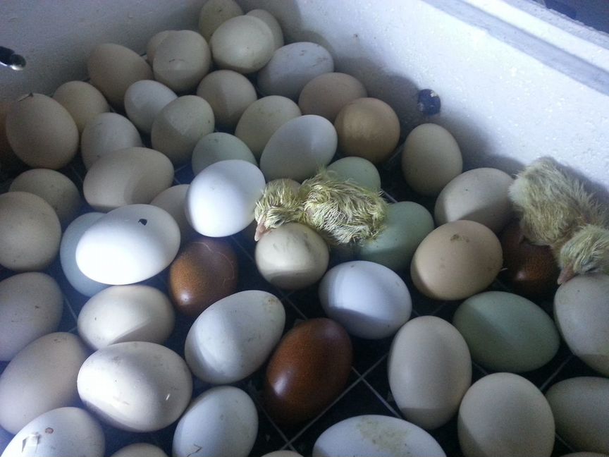 Продаем инкубационные яйца Барбезье и др. кур