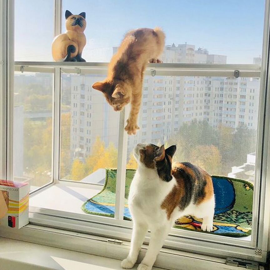 Балкон для кошек на окна