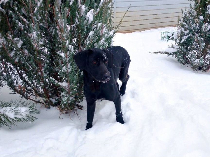 Потеряшка ищет дом