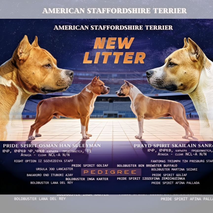 Американский стаффордширский терьер, щенок