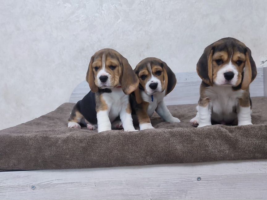 Щенки бигль