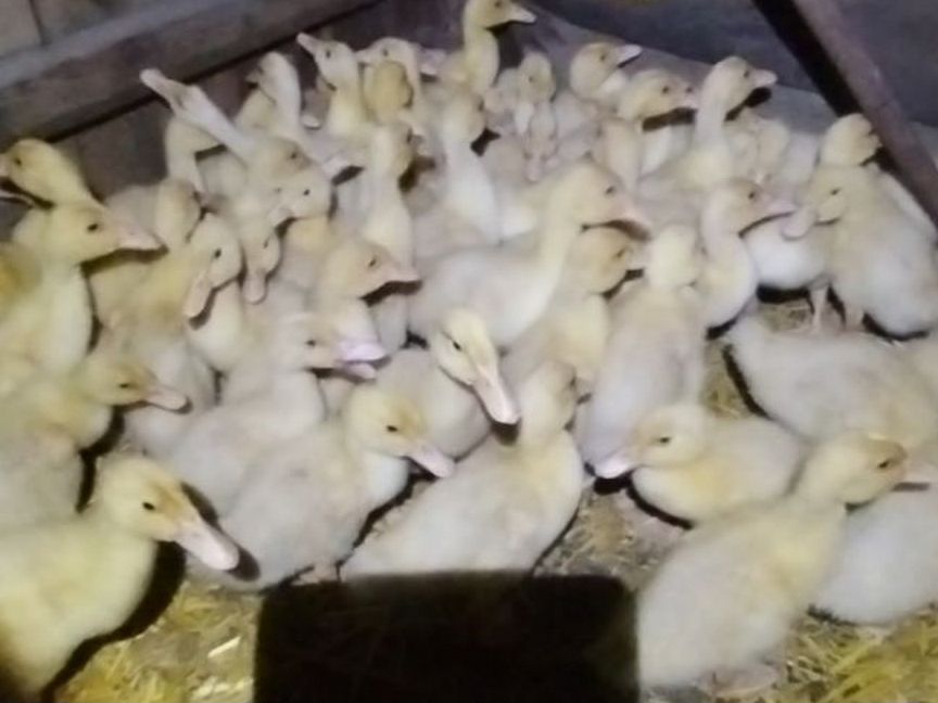 Утята подрощенные