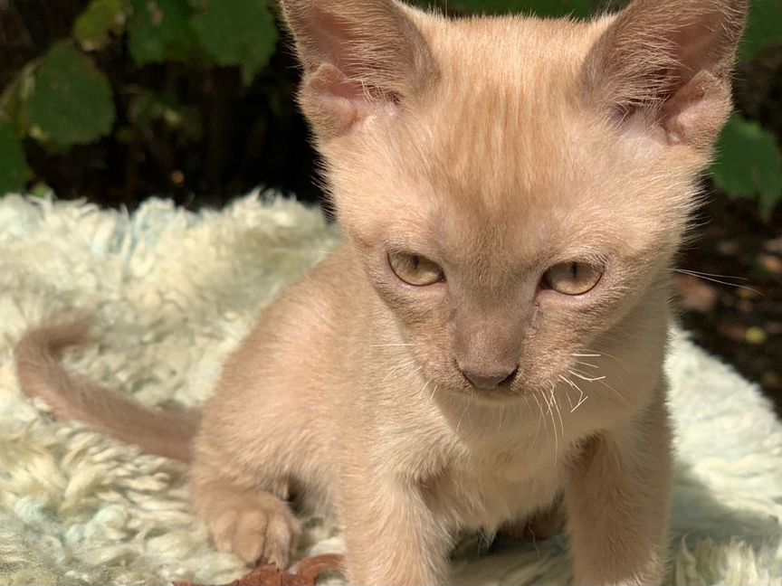 Бурманские котята шоколад