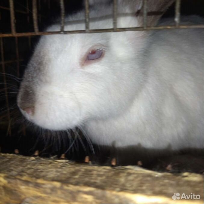 Кролики великаны