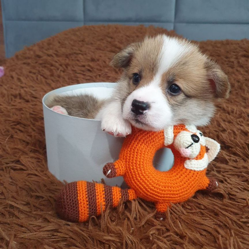 Щенки вельш корги пемброк