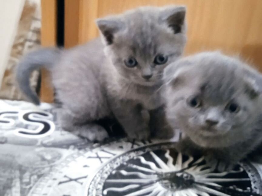 Британская