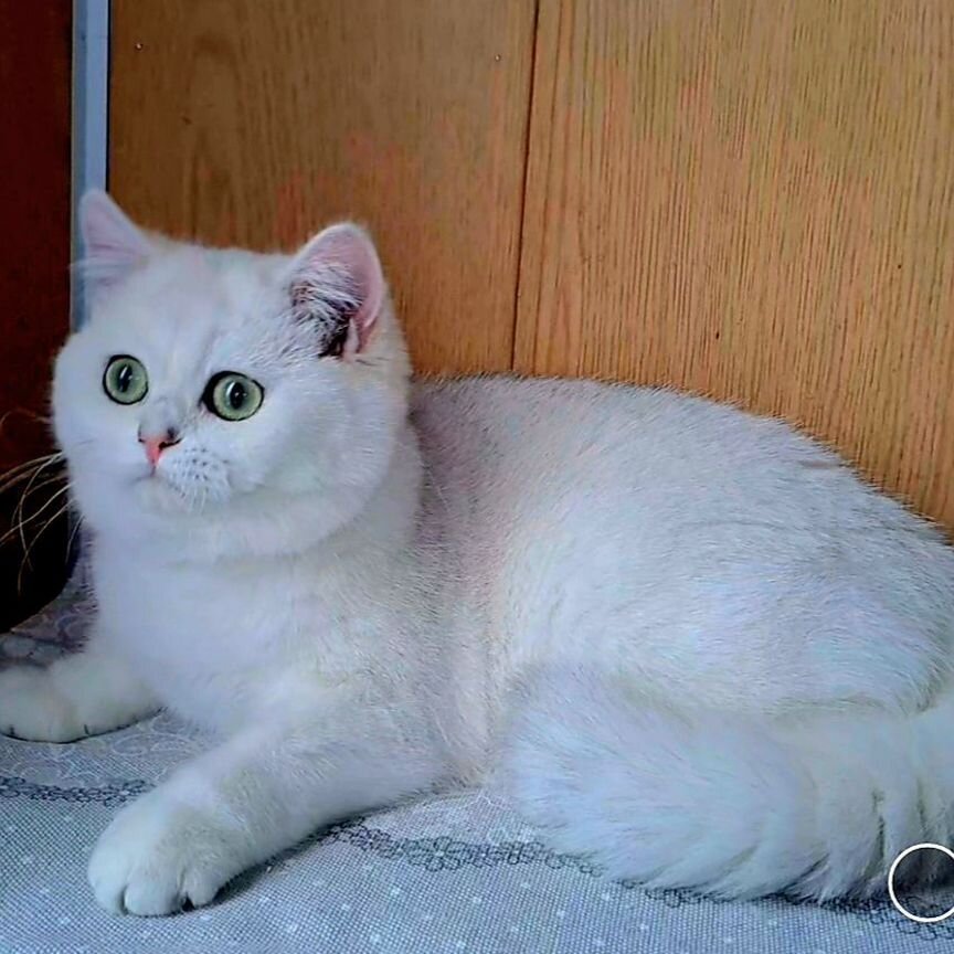 Серебристая шиншилла