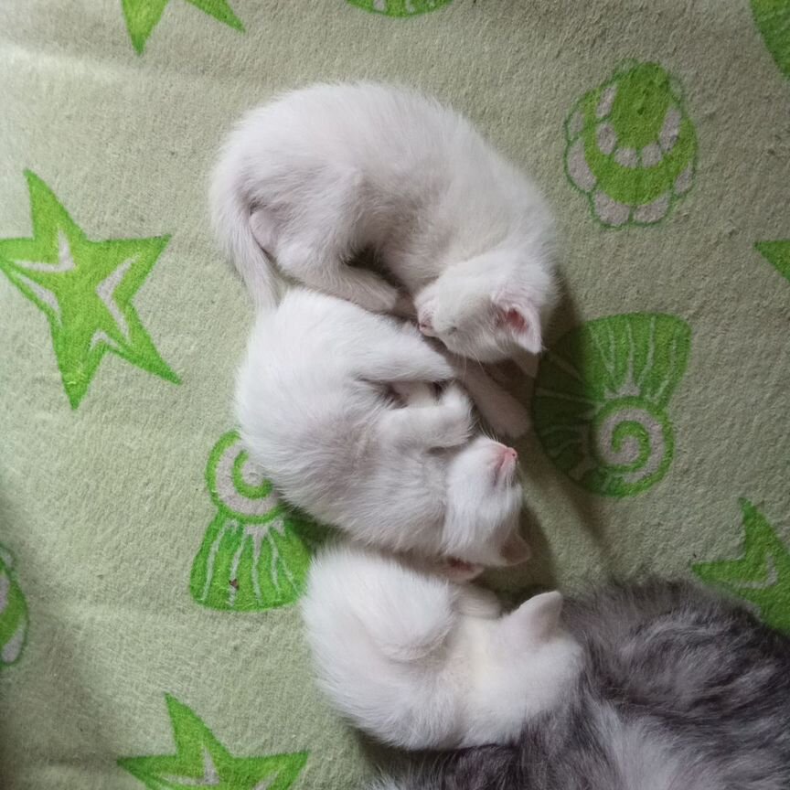 Отдаю котят в добрые руки 3 котёнка