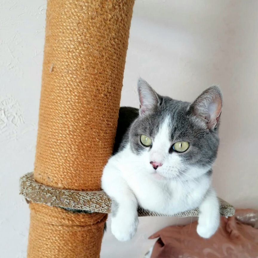 Кошка для души