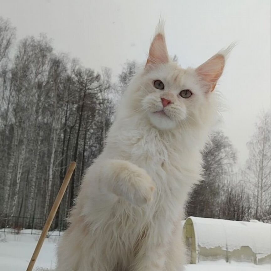 Ласковый гигант