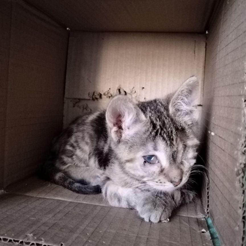 Котенок ищет дом