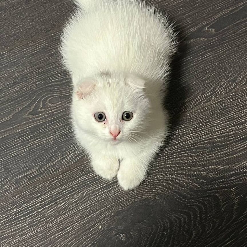 Белый котенок породистый, к лотку приучен