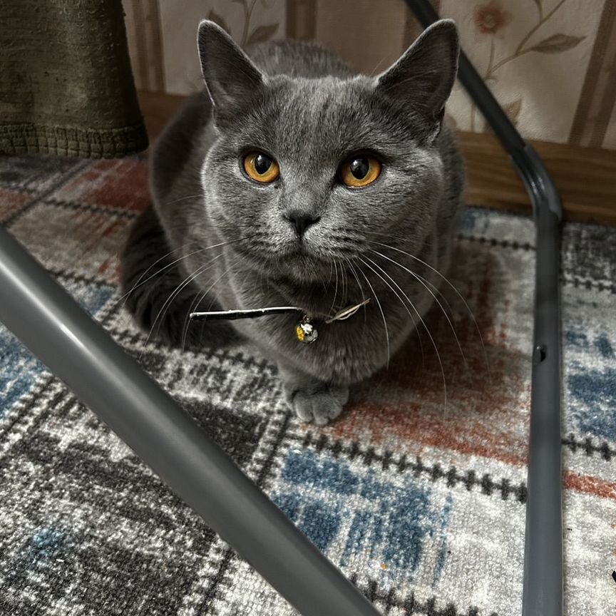 Британский короткошёрстный котёнок