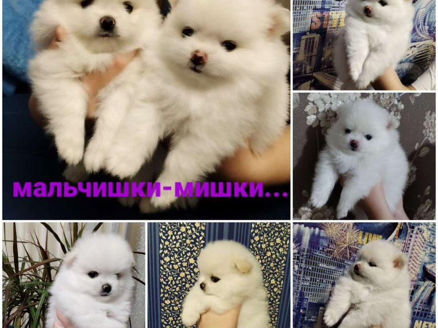 Белый померанский шпиц