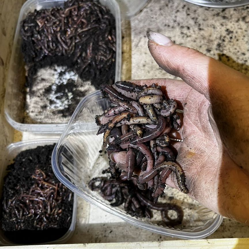 Черви мелкие на разведение