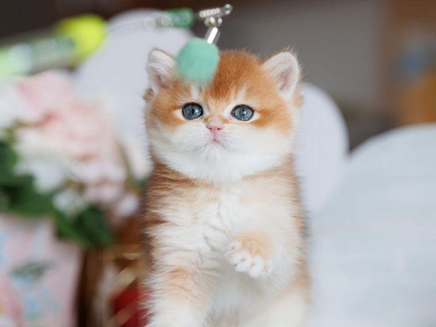Британские котята шиншилла