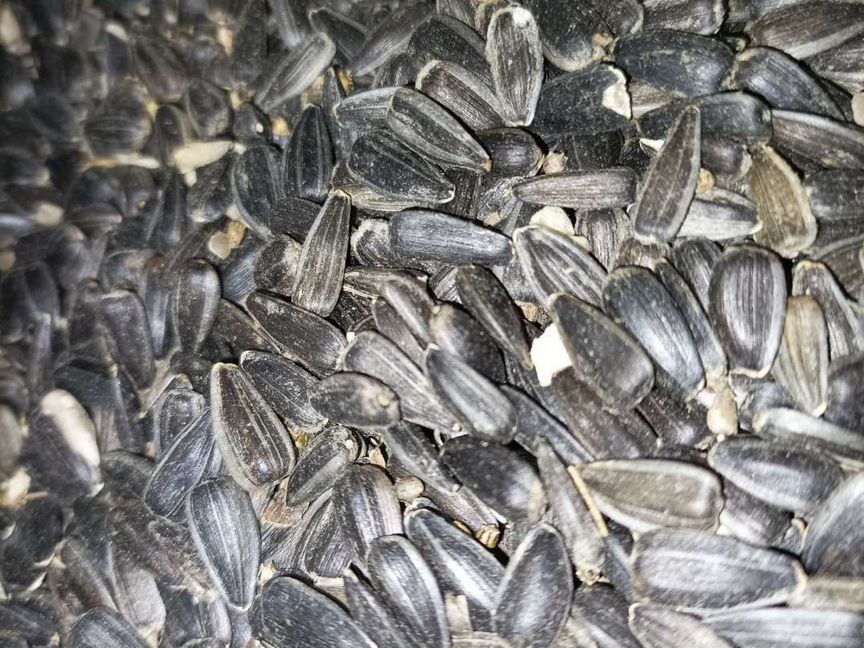 Семечка Краснодарская. В мешках 25 кг