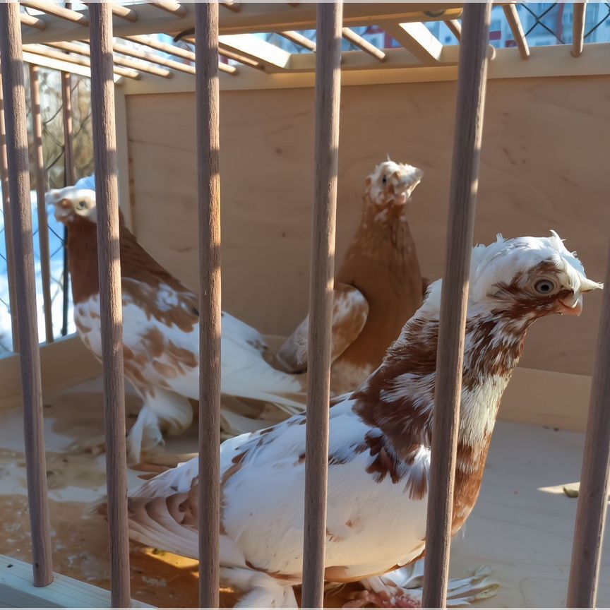 Продажа узбекских голубей