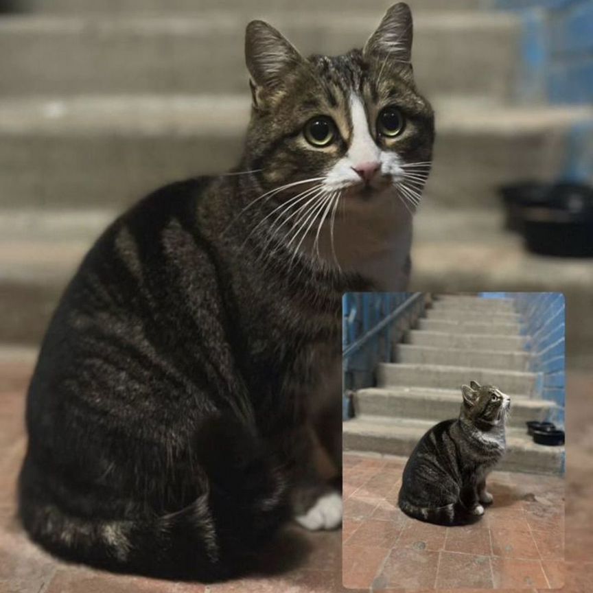 Кошка бесплатно