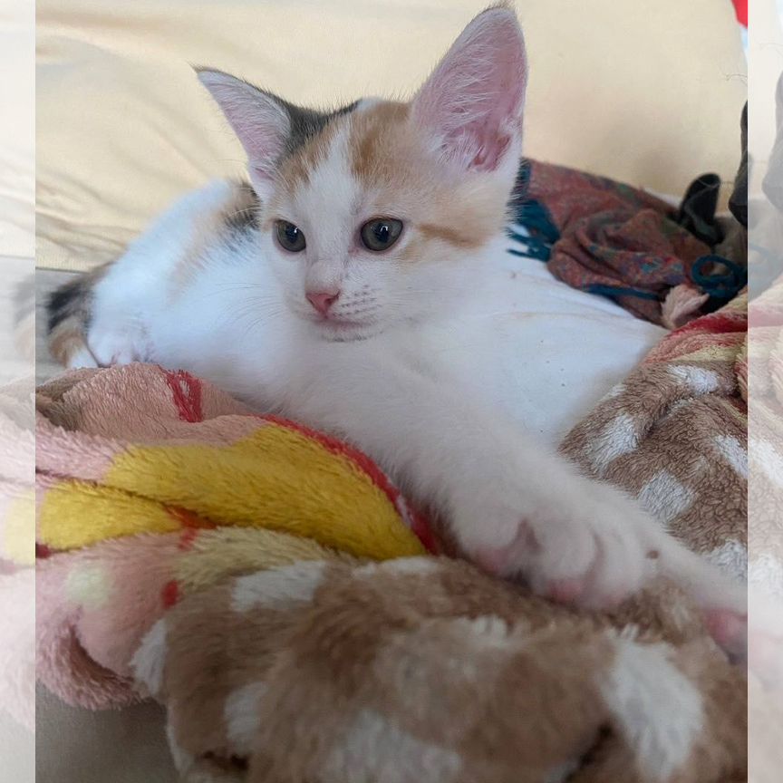 Котёнок в добрые руки