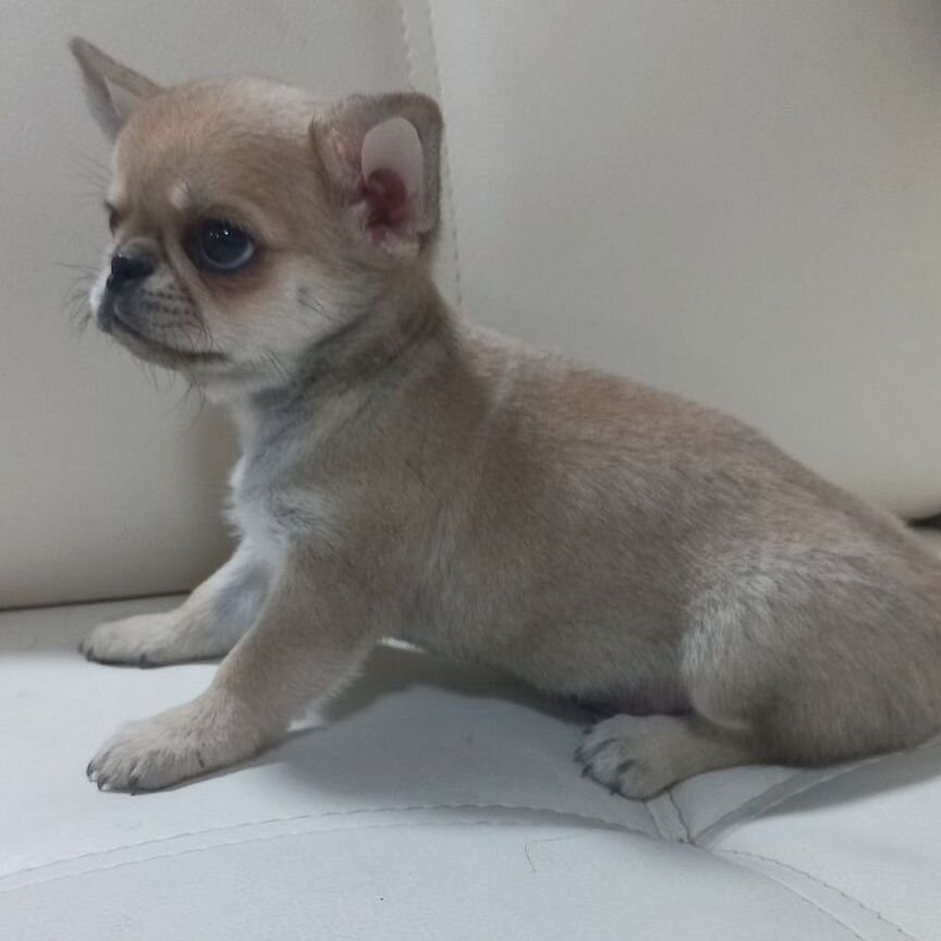 Чихуахуа, щенок