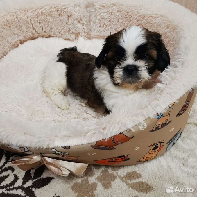 Плюшевое счастье шит цу