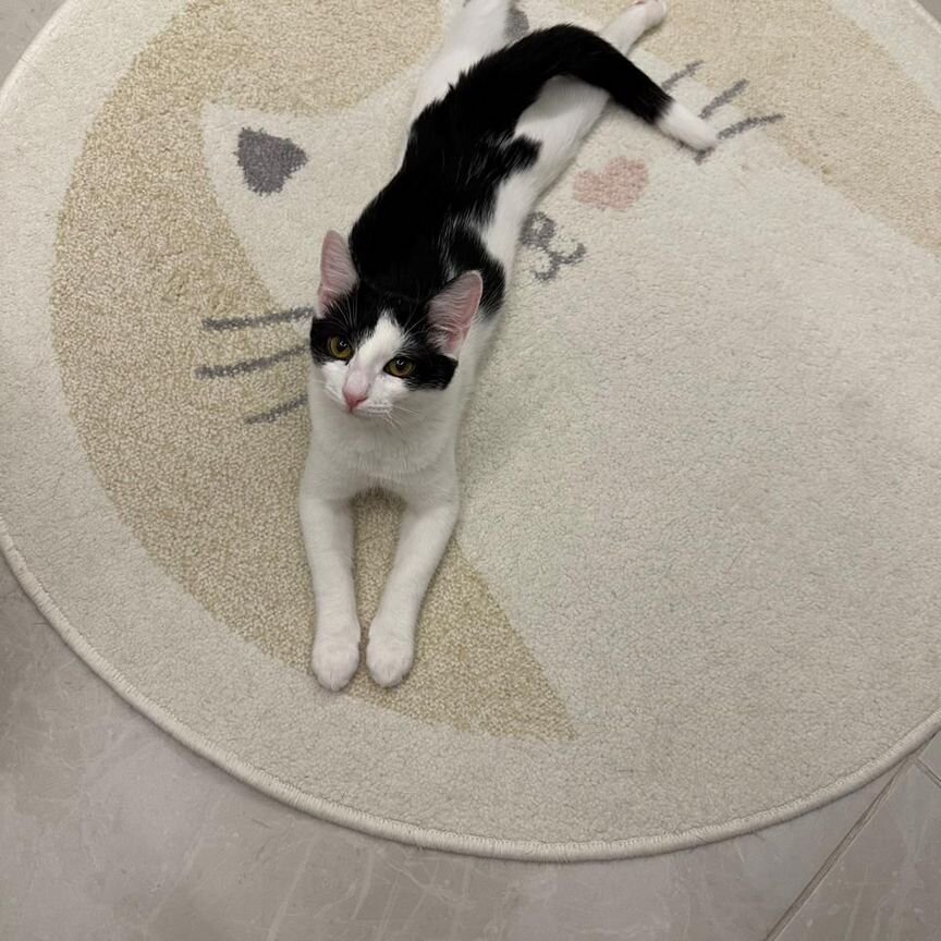 Котенок в добрые руки