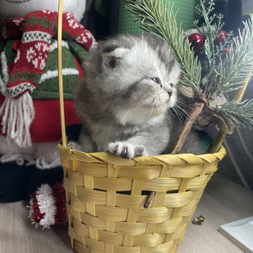 Шотландская вислоухая котята