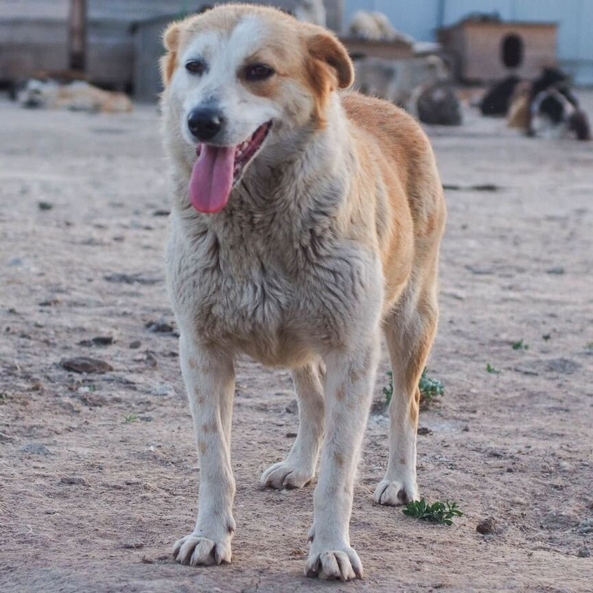 Взрослая собака в добрые руки