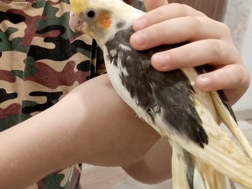 Попугаи корелла птенцы