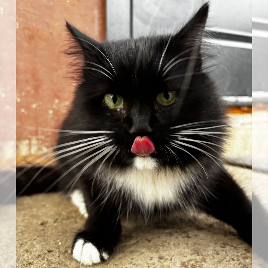 Британский длинношёрстный, взрослый кот