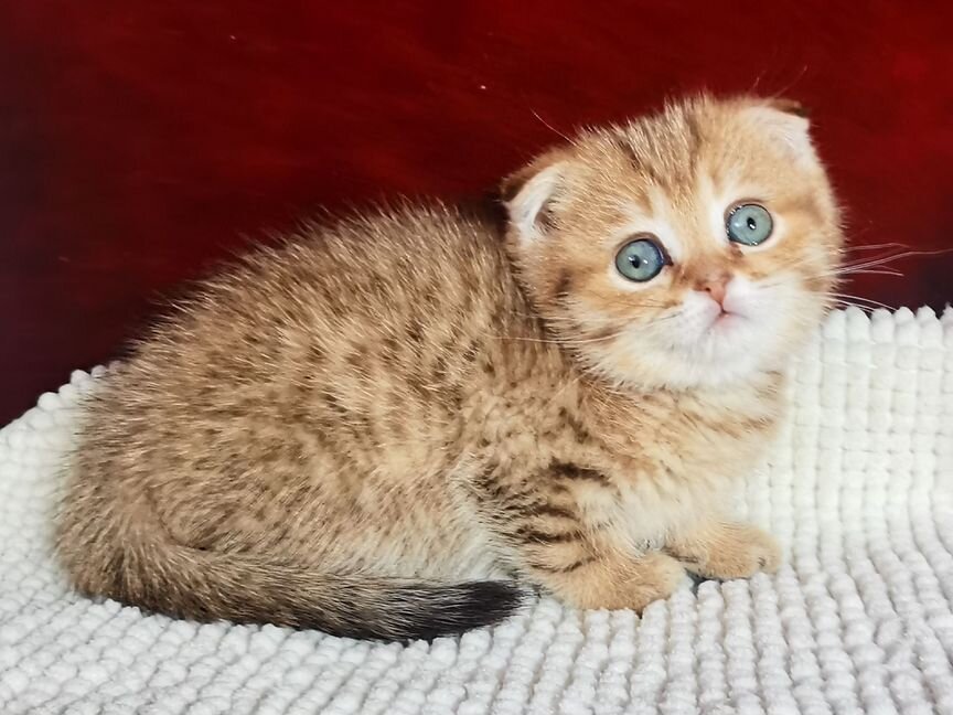 Пятно на золоте. Скоттиш фолд